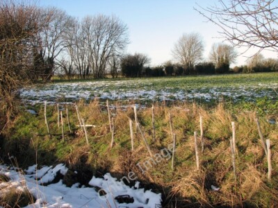 Photo 6x4 Filling a gap in the hedge Barton Bendish New shrubs have ...