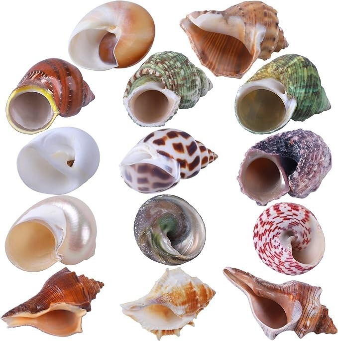14 Natural Conch Carb Seashell Hermit Turbo Rare Real Aquarium Home ...
