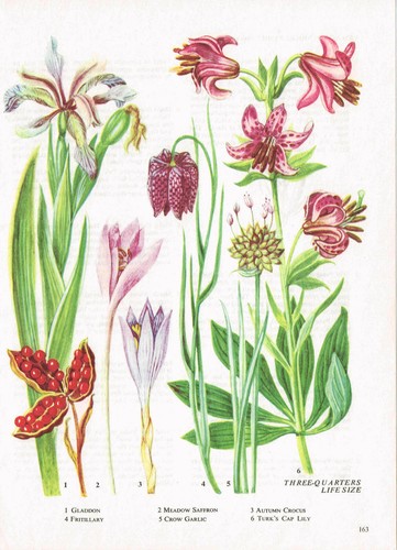 Autumn Crocus Turkscap Lily Crow Garlic Gladdon Vintage Picture 1980 ...