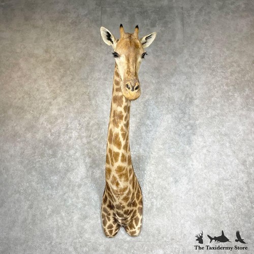 #27299 E+ | African Giraffe Taxidermy Shoulder Mount For Sale | eBay