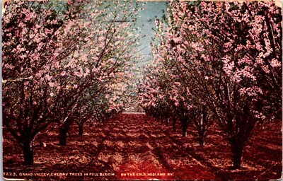 Postcard Colorado - Grand Valley Cherry Trees in Full Bloom - Pmrk 1910 ...