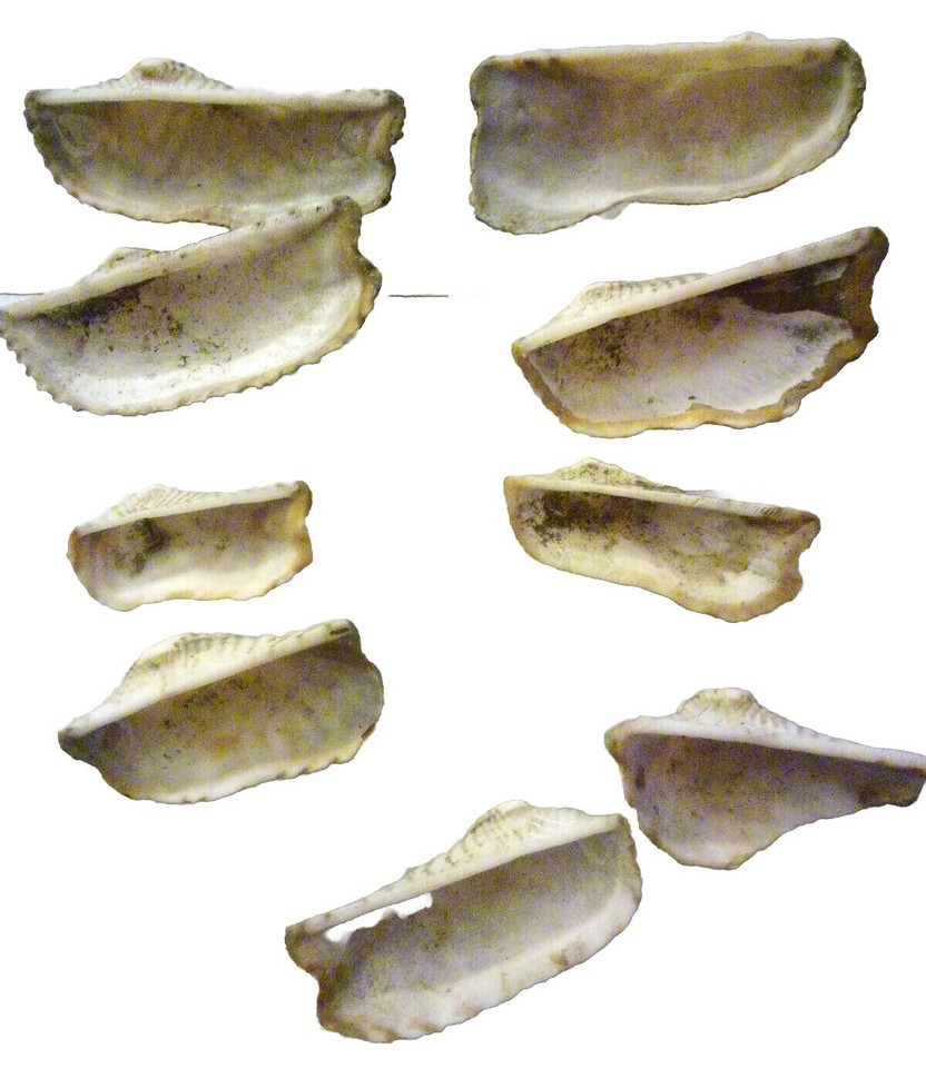 Turkey Wing Shells, Arca Zebra. 11 Count. 1 to 2.5 inches. | eBay