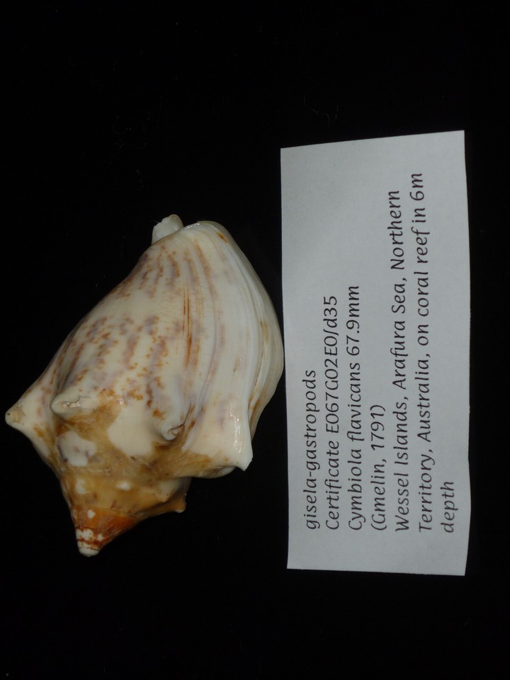067 Cymbiola flavicans 67.9mm TOP GRADING IMPORTANT NATURAL SEASHELL ...