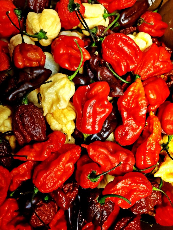 Freshly Pickled Super Hot peppers- 2 Ingredients only- PURE FIRE ...
