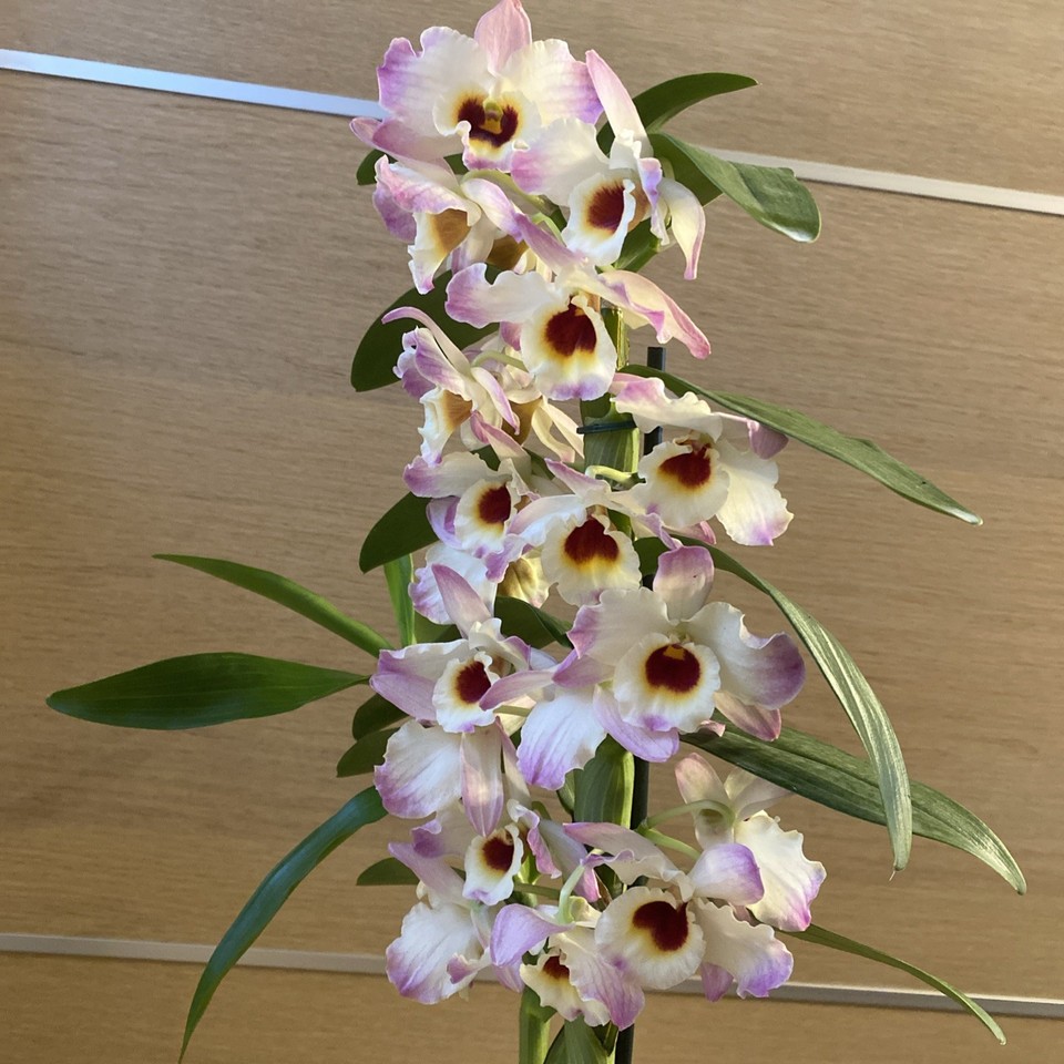 Dendrobium Wave King 'Akebono' Orchid plant Not in bloom | eBay UK