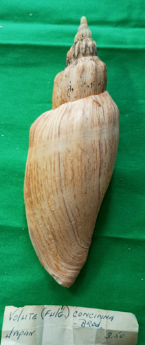 Voluta concinna=Fulgoraria (Psephaea) concinna #M0403 Japan 125mm | eBay