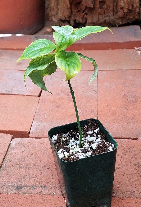 Amazing "Magic Dogwood"! - Rare Cornus florida urbiniana - Genuine ...