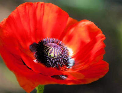 Red Corn Poppy seeds annual wildflower Bright Red Color Attracts ...