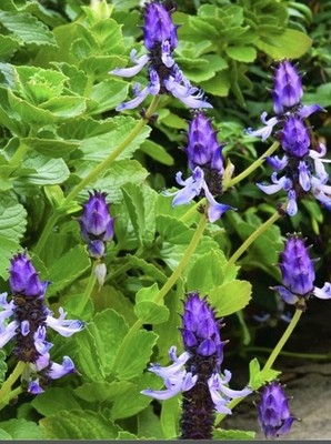 Coleus Canina Scaredy Cat Plant in 9cm Pot - Flowering Half-Hardy ...