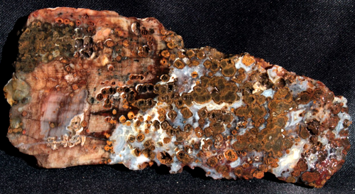 C-107 ~ Very thick slab of Multicolored Orbicular Petrified Root ...