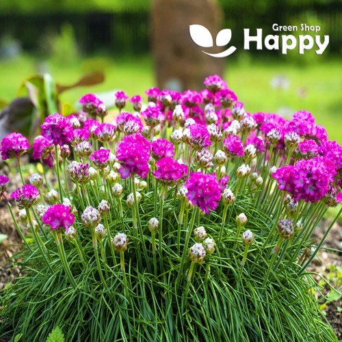 DWARF SEA THRIFT - 120 SEEDS - Armeria Maritima - Perennial Rockery ...