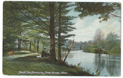 Vintage Postcard Neath the Murmuring Pines, Orange, Mass. Unposted | eBay