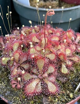 Fresh 20+ Seeds-Drosera Spatulata, Flat Rosette Sundew. Carnivorous ...
