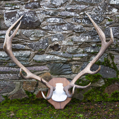 Large set of professionally mounted Red Deer Stag antlers. | eBay UK