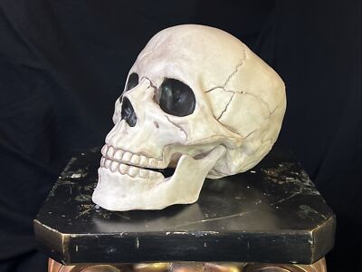 Seasons Crazy Bonez Buried Alive Plastic Human Skull Halloween Horror ...