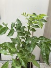 Wampee Fruit Tree 17” Tropical Fruit Clausena lansium Ready To Plant No ...
