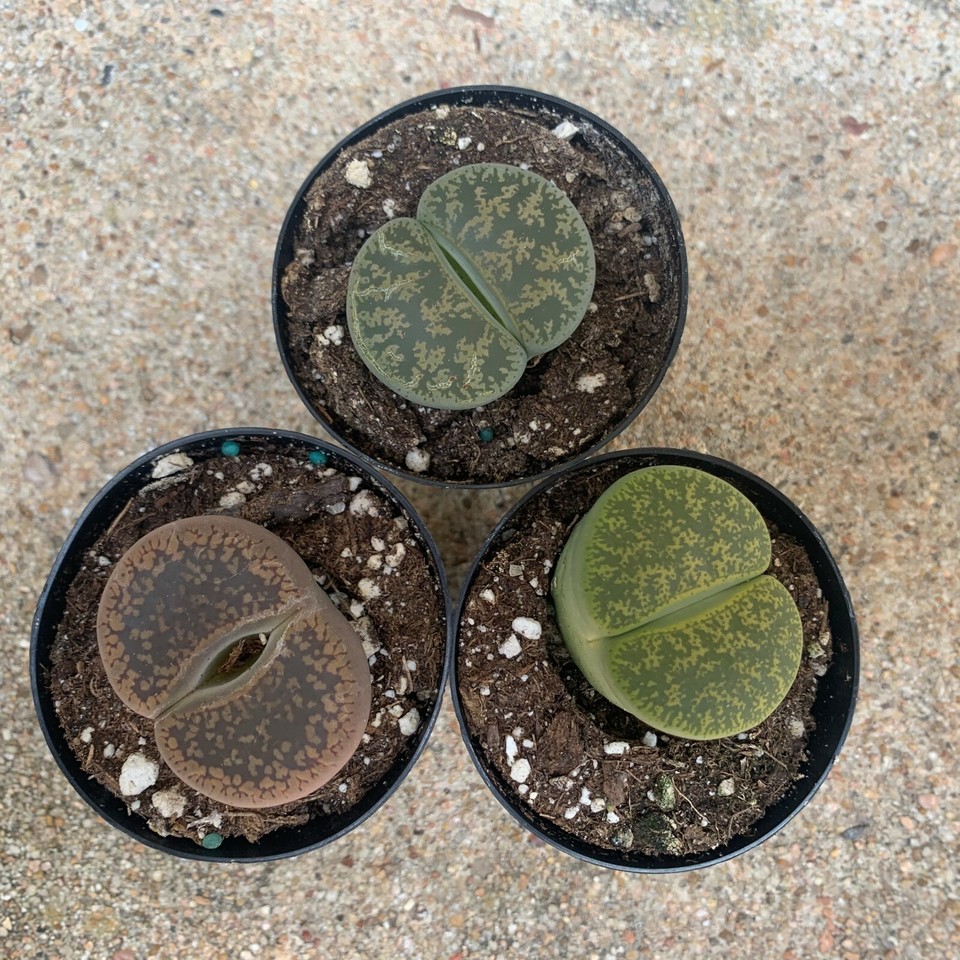 Lithops "Living Stones" Split Rocks Fully Rooted Free Shipping | eBay