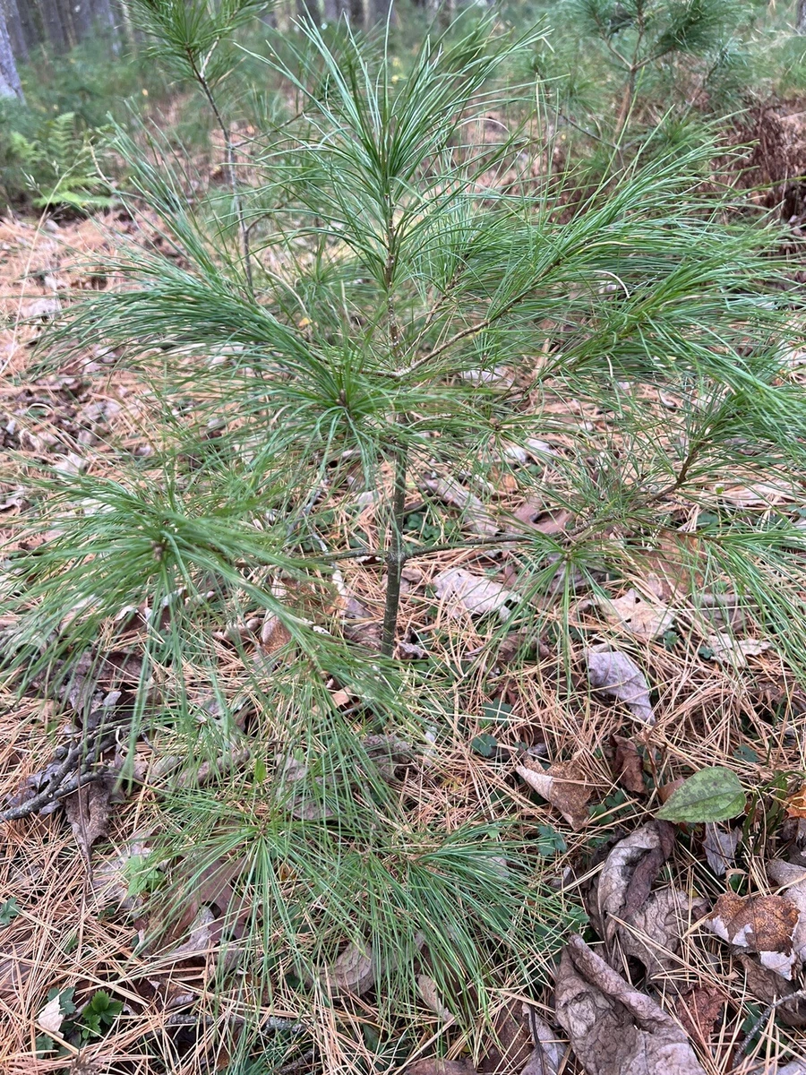 Pine Tree Seedling
