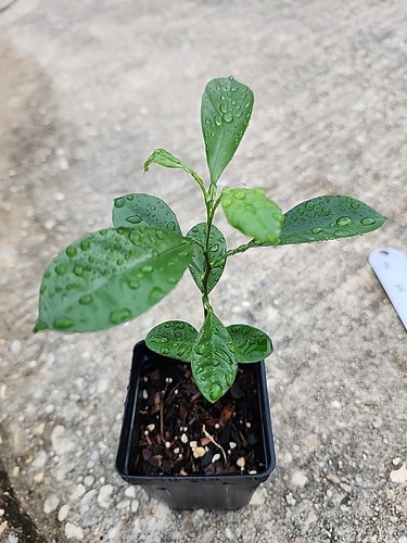 1 Pot Calamansi Plant Seedling, Asian Calamansi | eBay
