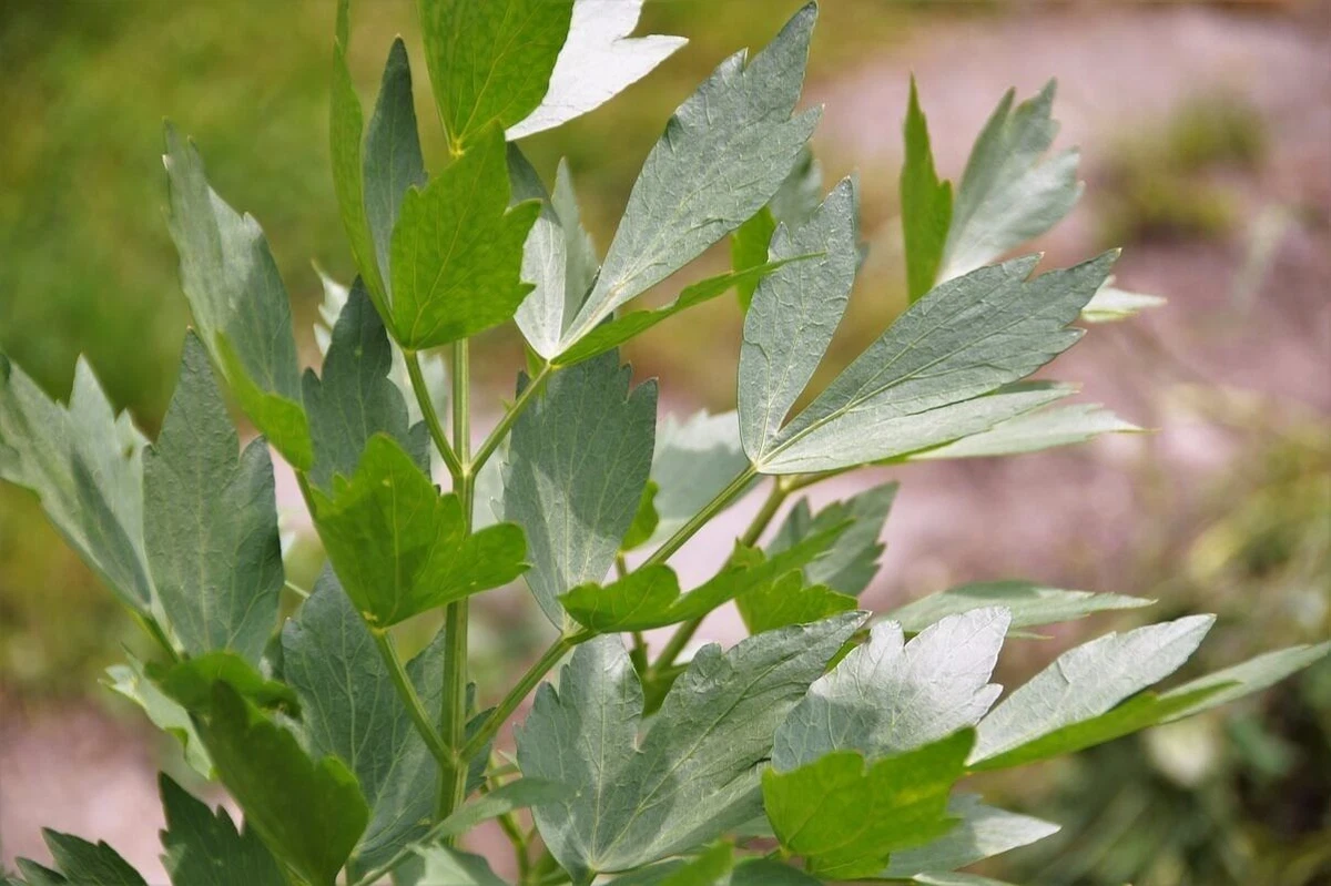 Lovage Plant