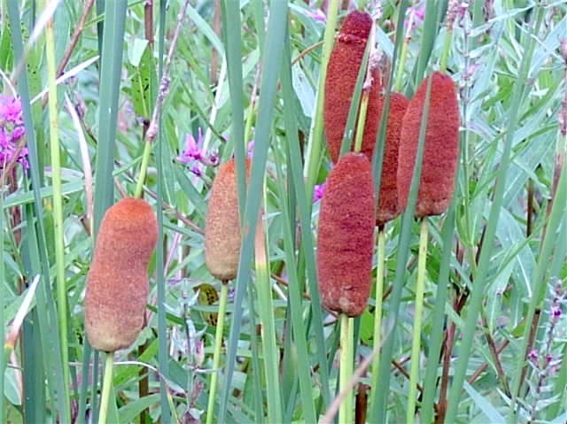 100 DWARF CATTAIL SEEEDS - TYPHA LAXMANNI - perfect for small ponds | eBay