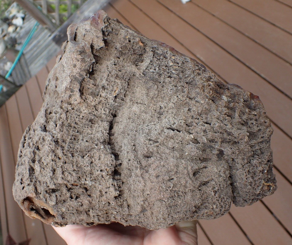 Botryoidal Fossil Coral Geode GA Agate Amber Druzy Specimen Collection ...