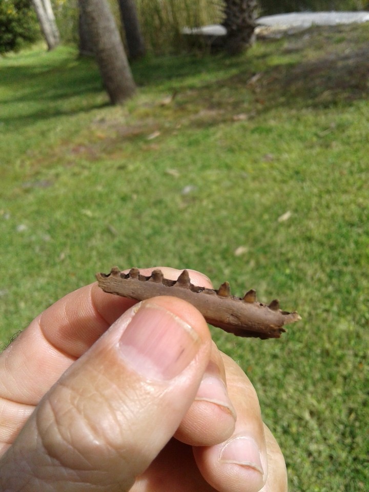Rare Killer Wahoo Fish Jaw With Teeth Florida Ice Age Fossil Tooth | eBay