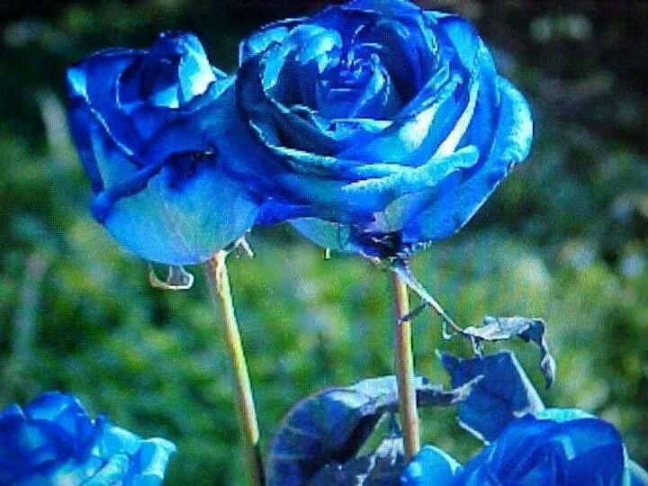 Sky Blue Rose Wallpaper