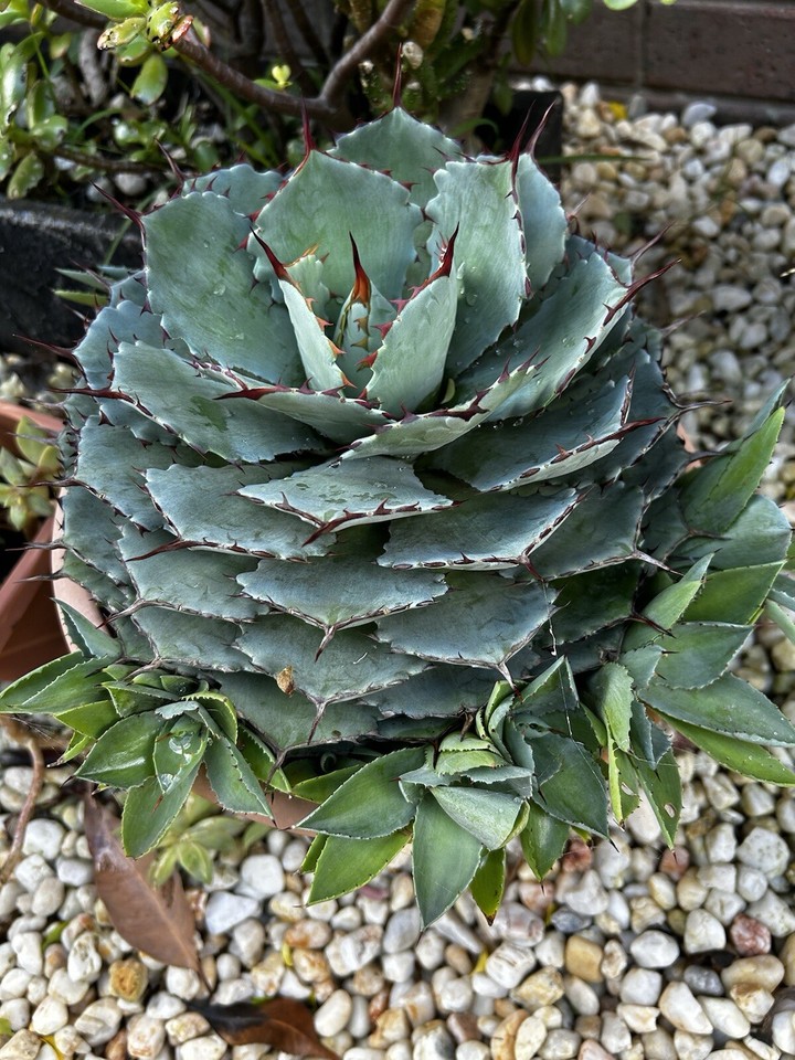 2x Agave Parryi Or Mescal agave- Succulent | eBay Australia