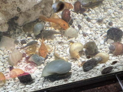 5 Mystery Snails Mixed (Pomacea Bridgesii) Live Freshwater Snail US ...