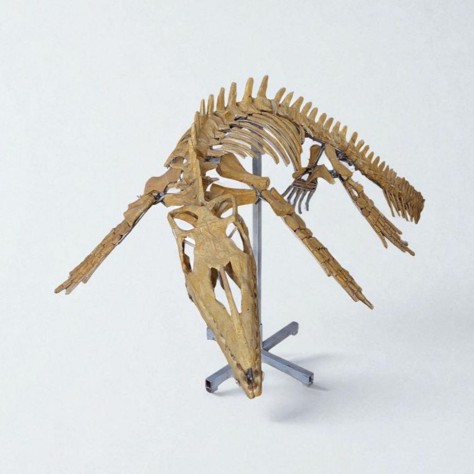 Best Offer Mosasaur Skeleton Fossilized Dinosaur Cretaceous Mosasaurus ...