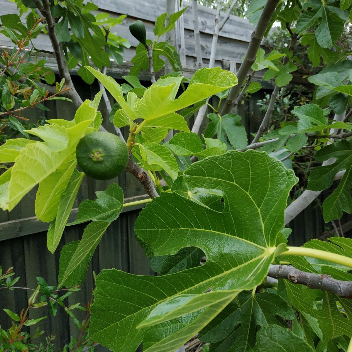 Adriatic Fig Tree
