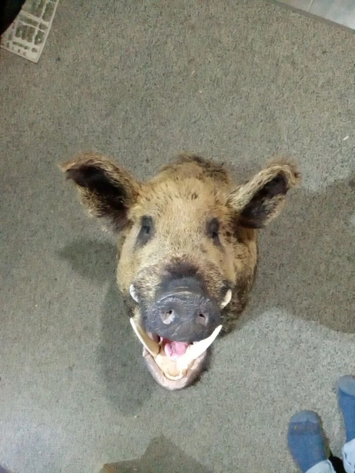 Taxidermy Trophy Wild Boar Huge Awesome Mount Hunting Decor | eBay
