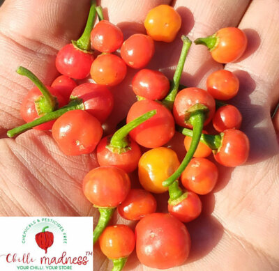 Chilli Wiri Wiri Guyana Pepper Sustainably Grown in Australia 10 Seeds ...