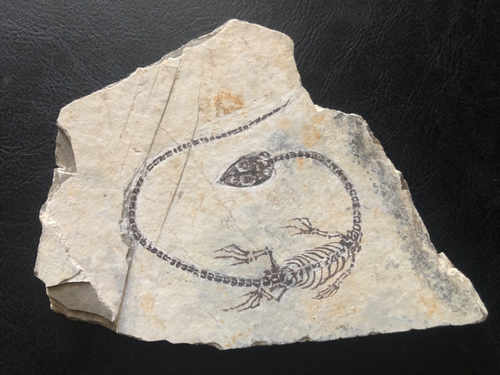 AMPHIBIAN-VERTEBRA-NOTHOSAURIA-JURASSIC-dragon dinosaur fossil-Replica ...