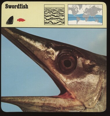 Swordfish Safari Cards Rencontre Fish | eBay
