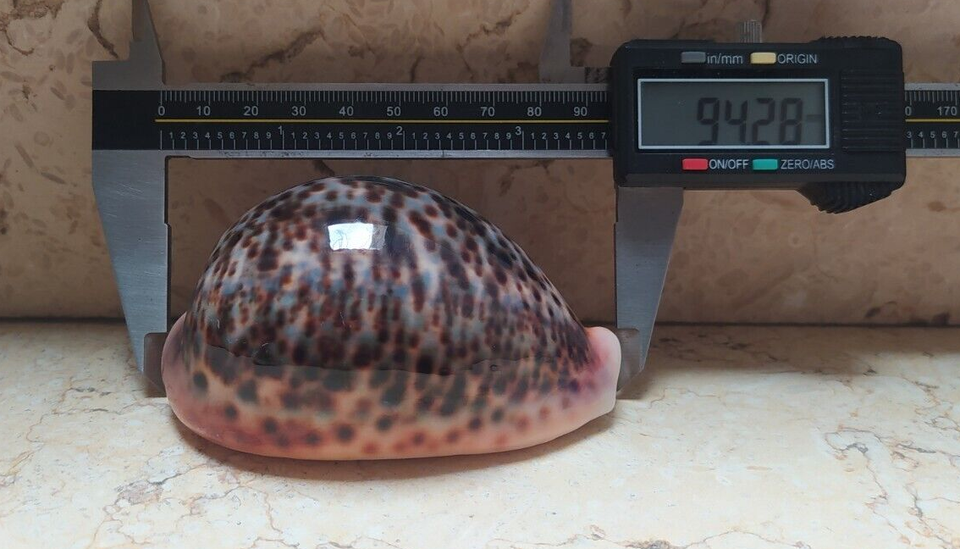 Cypraea pantherina F++++red sea shell 94.2mm amazing color super natural glossy | eBay