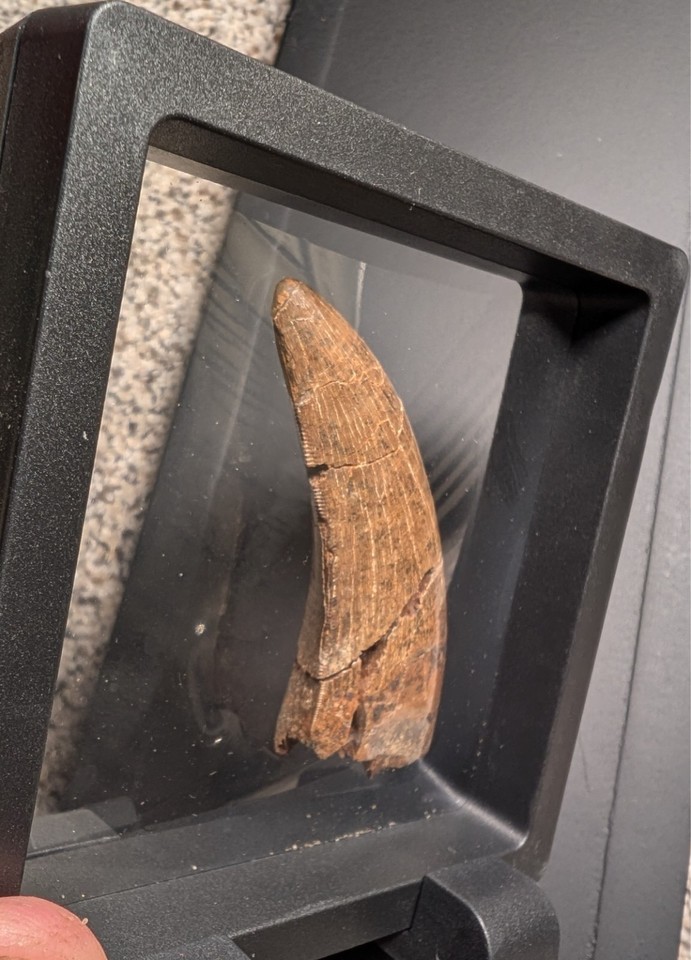 Tyrannosaurus Tooth fossil rare | eBay