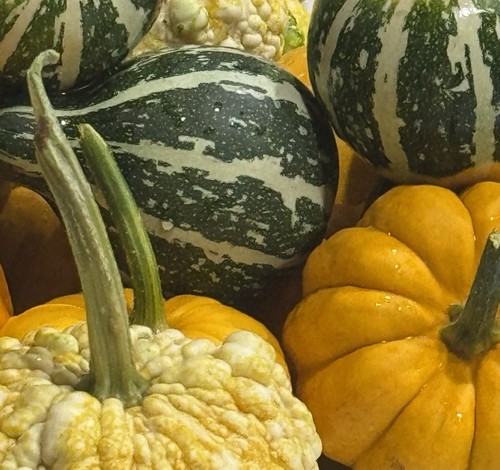 Garden Grown (REAL) Mini Pumpkins and Gourds | eBay