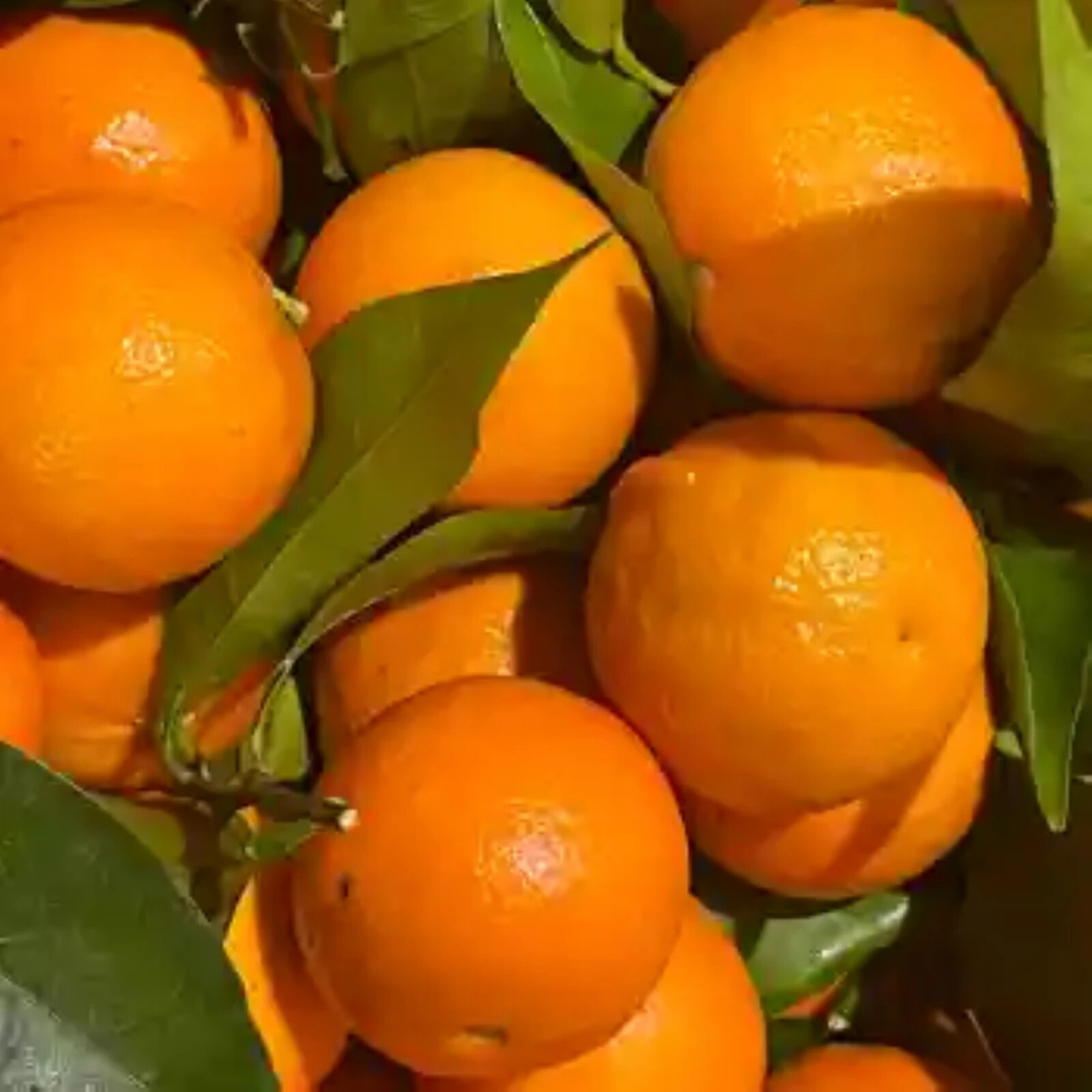 Florida only! Ponkan Mandarin, DWARF 26-30" tall Chinese Honey Orange ...