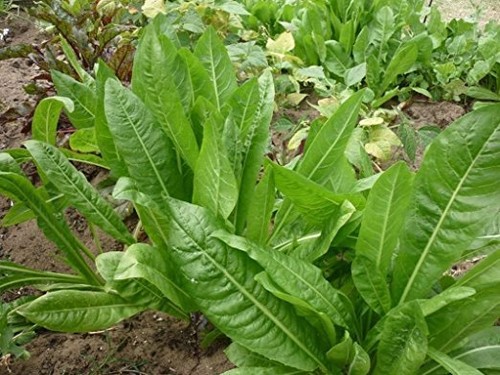 200+ Seeds Chinese Leaf Lettuce Sword Pointed Lettuce | USA Free S/H | eBay