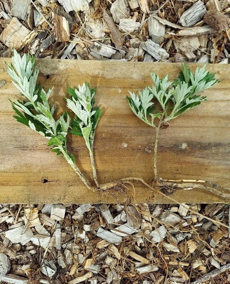 3 Live Mugwort (Artemisia vulgaris) plants, bare roots (no pot ...