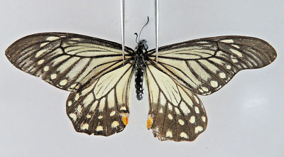 PA13608. Insects, butterflies: Papilio sp. North Vietnam | eBay