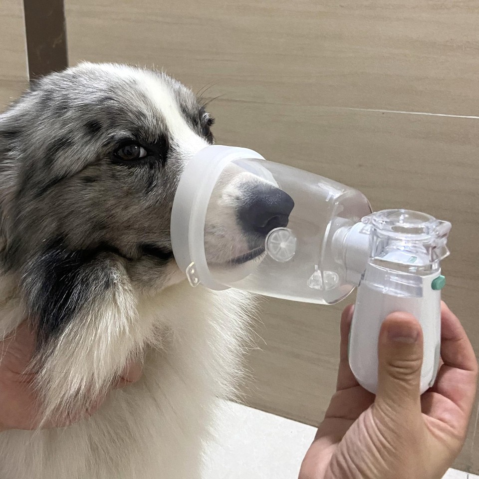 Pet Low Noise Nebulizer for Cats and Dogs (Medium - Dogs) | eBay