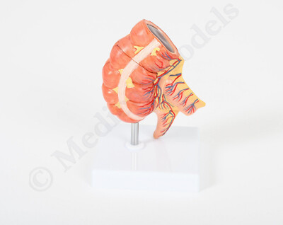 Anatomical Human Appendix and Caecum Anatomical Model | eBay Australia