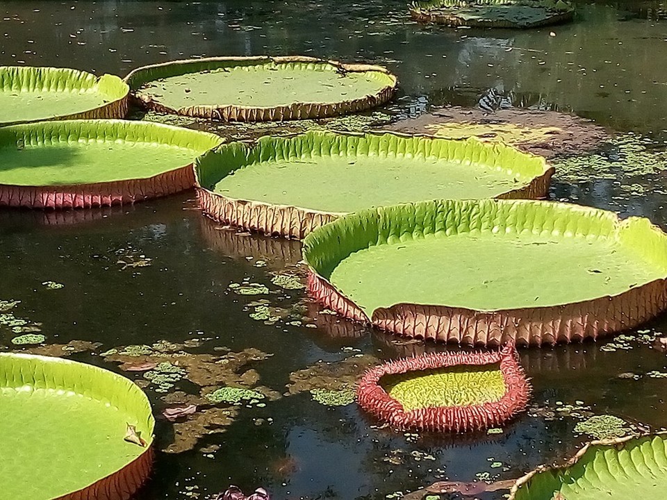 160 Victoria Amazonica,Victoria water lily, Giant Water Lily,Tracking ...