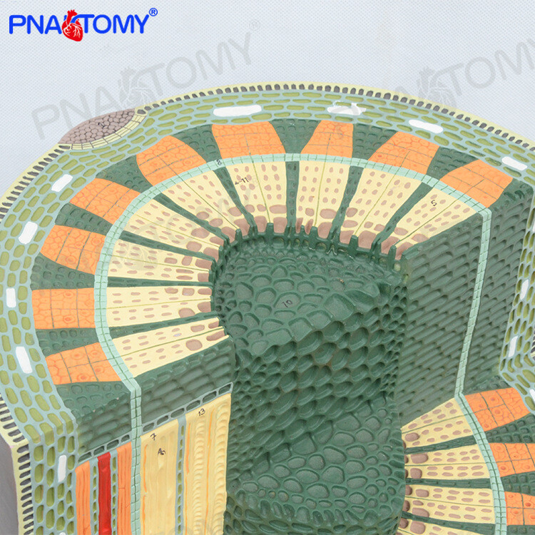 enlarged dicot dicotyledon stem plant anatomy model Teaching AIDS for ...