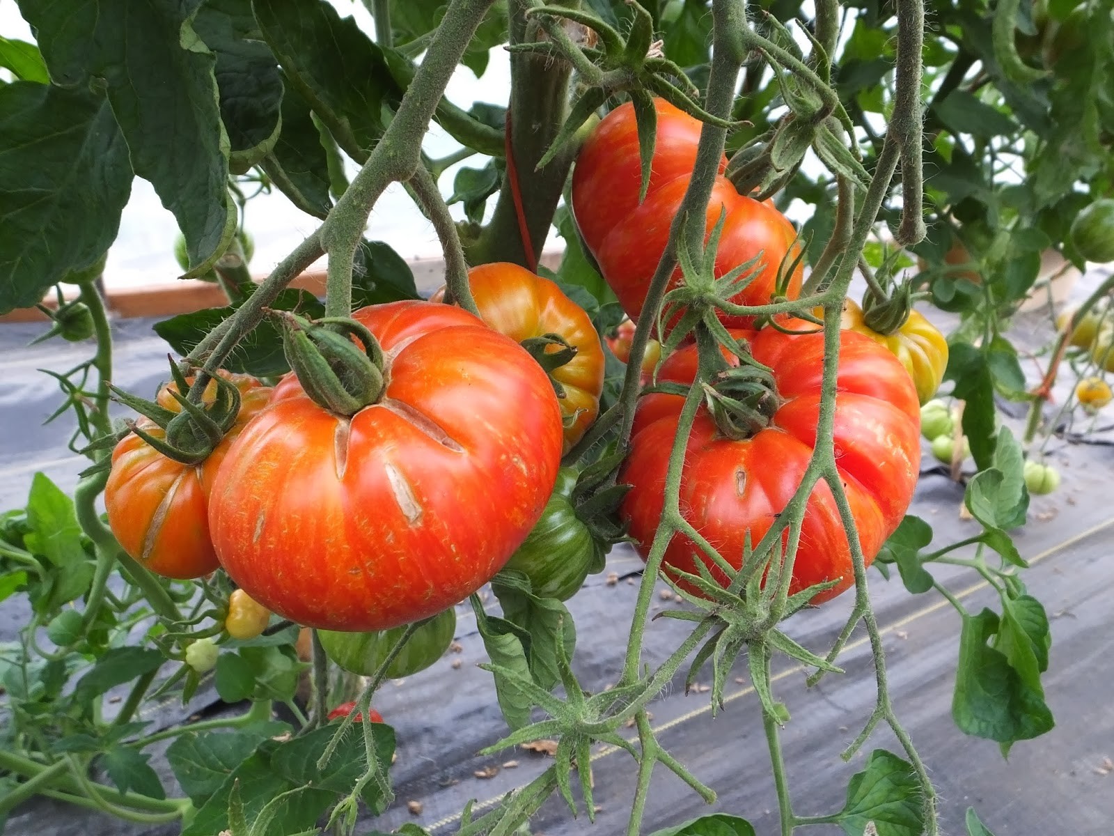 *NEW* *2024* ORGANIC HEIRLOOM* SOLAR FLARE TOMATO 25 FRESH SEEDS SUMMR ...