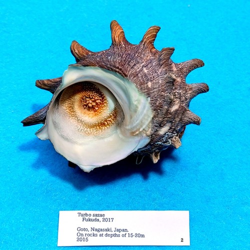Turbo sazae 98mm Many Long Spine Natural Turban Shell Sea shells | eBay