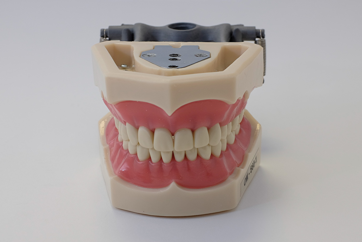 Dental Anatomy Typodont Educational Model 560 Removable Teeth NBDE NERB ...
